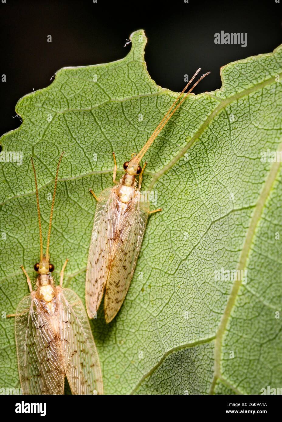 A light brown insect with long antennas and large wings on a tree leaf ...