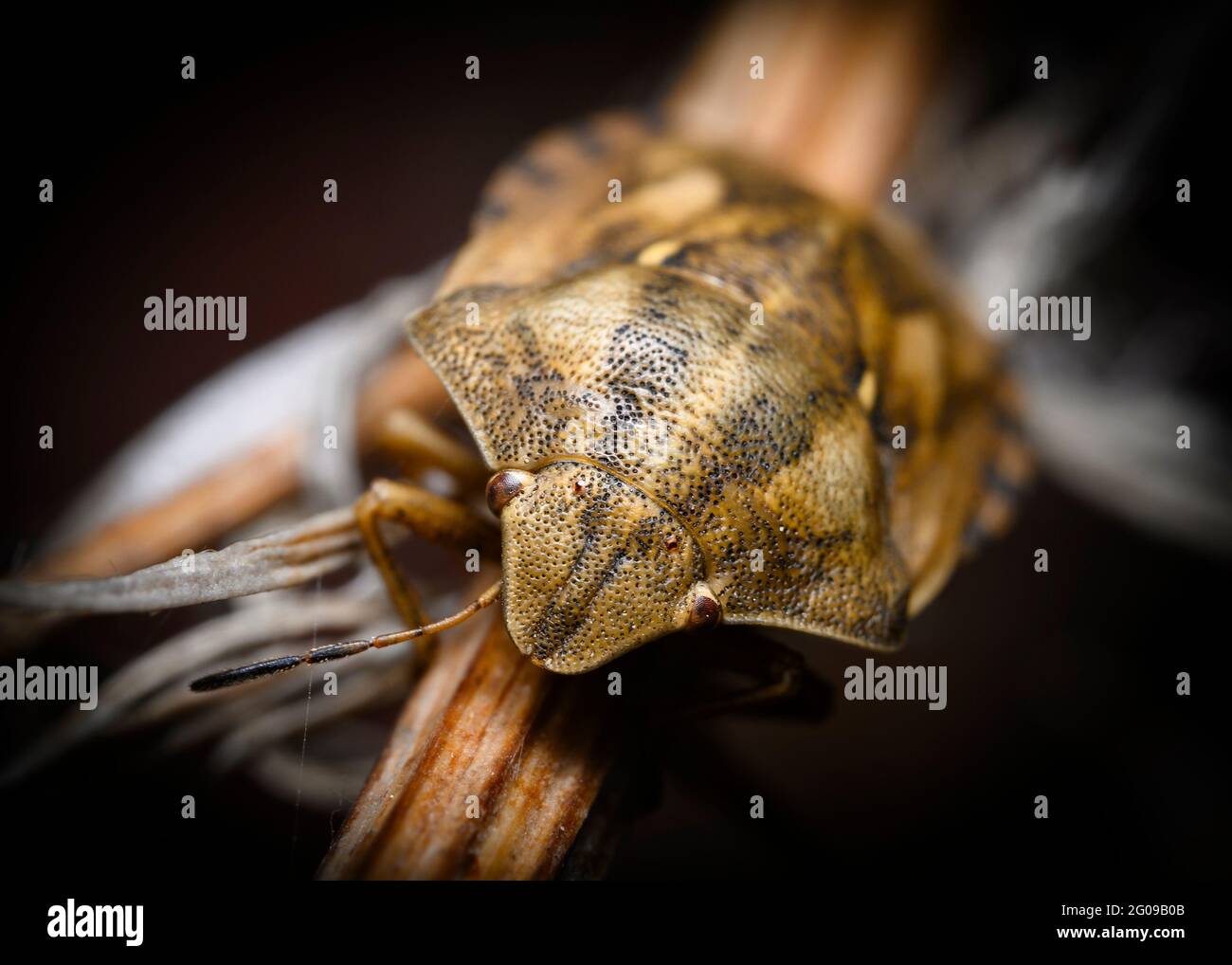 Bug lost one antenna hi-res stock photography and images - Alamy