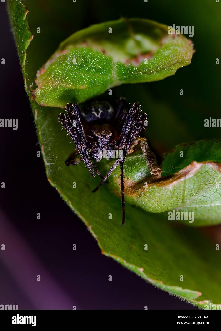 Spider web under leaf hi-res stock photography and images - Alamy