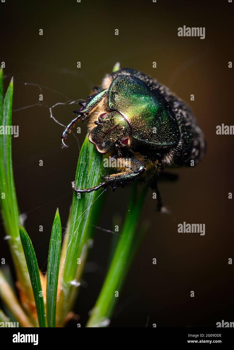 Shiny green beetle hi-res stock photography and images - Alamy