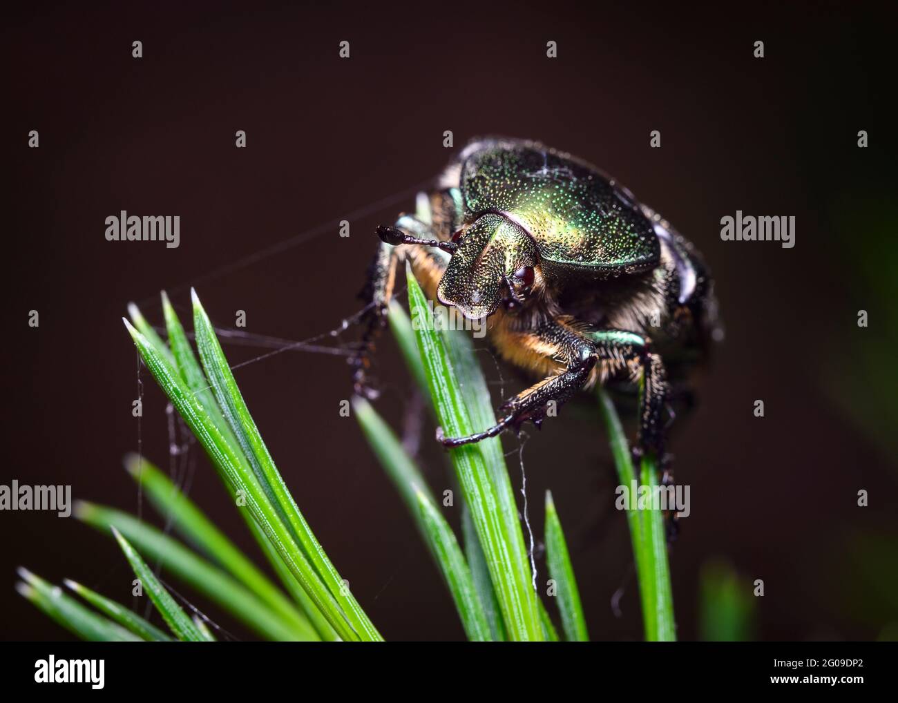 Shiny green beetle hi-res stock photography and images - Alamy