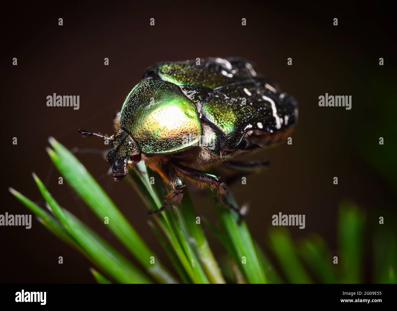 Shiny green beetle hi-res stock photography and images - Alamy