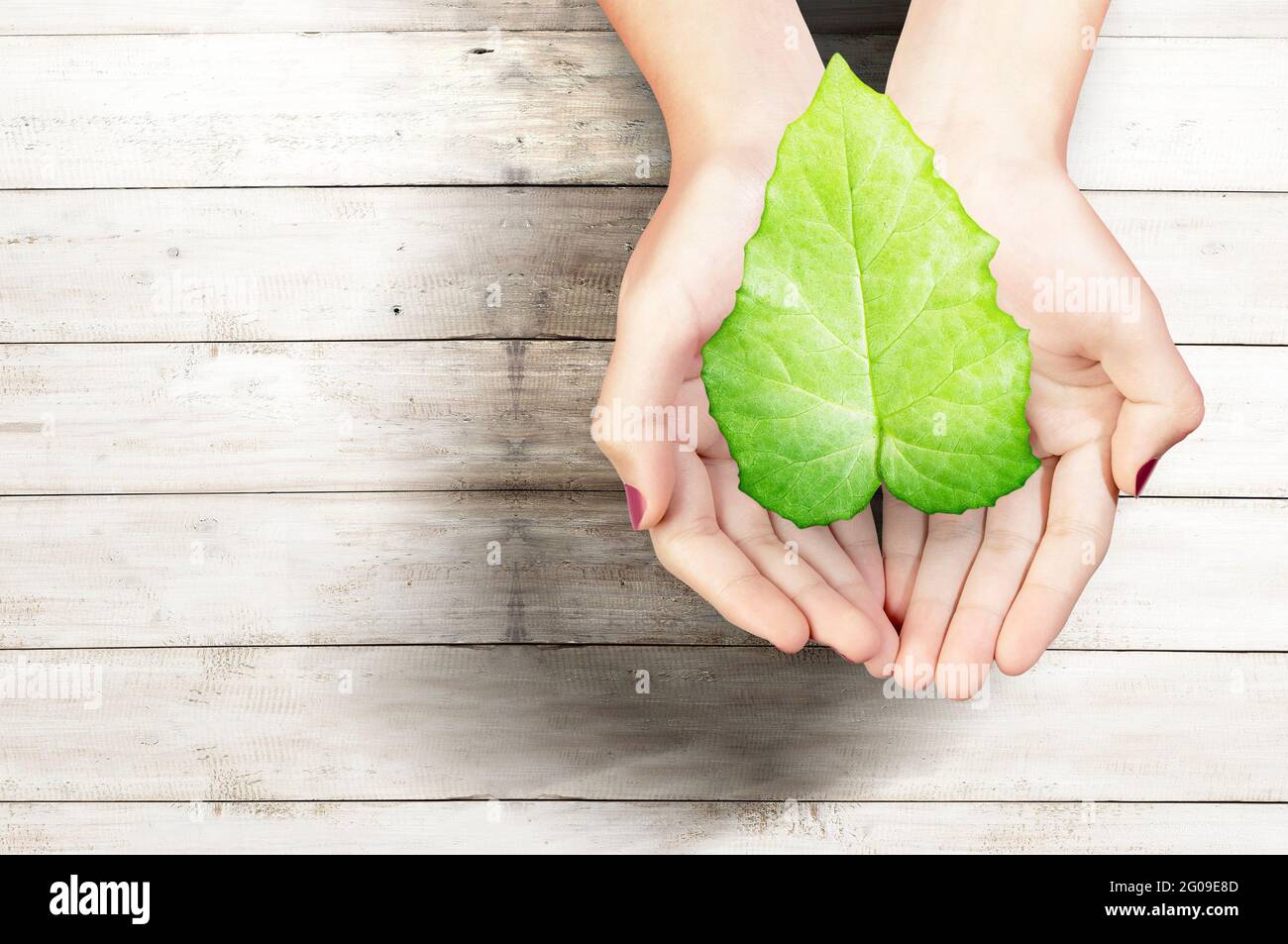 Human hand holding the green leaf. World environment day Stock Photo ...