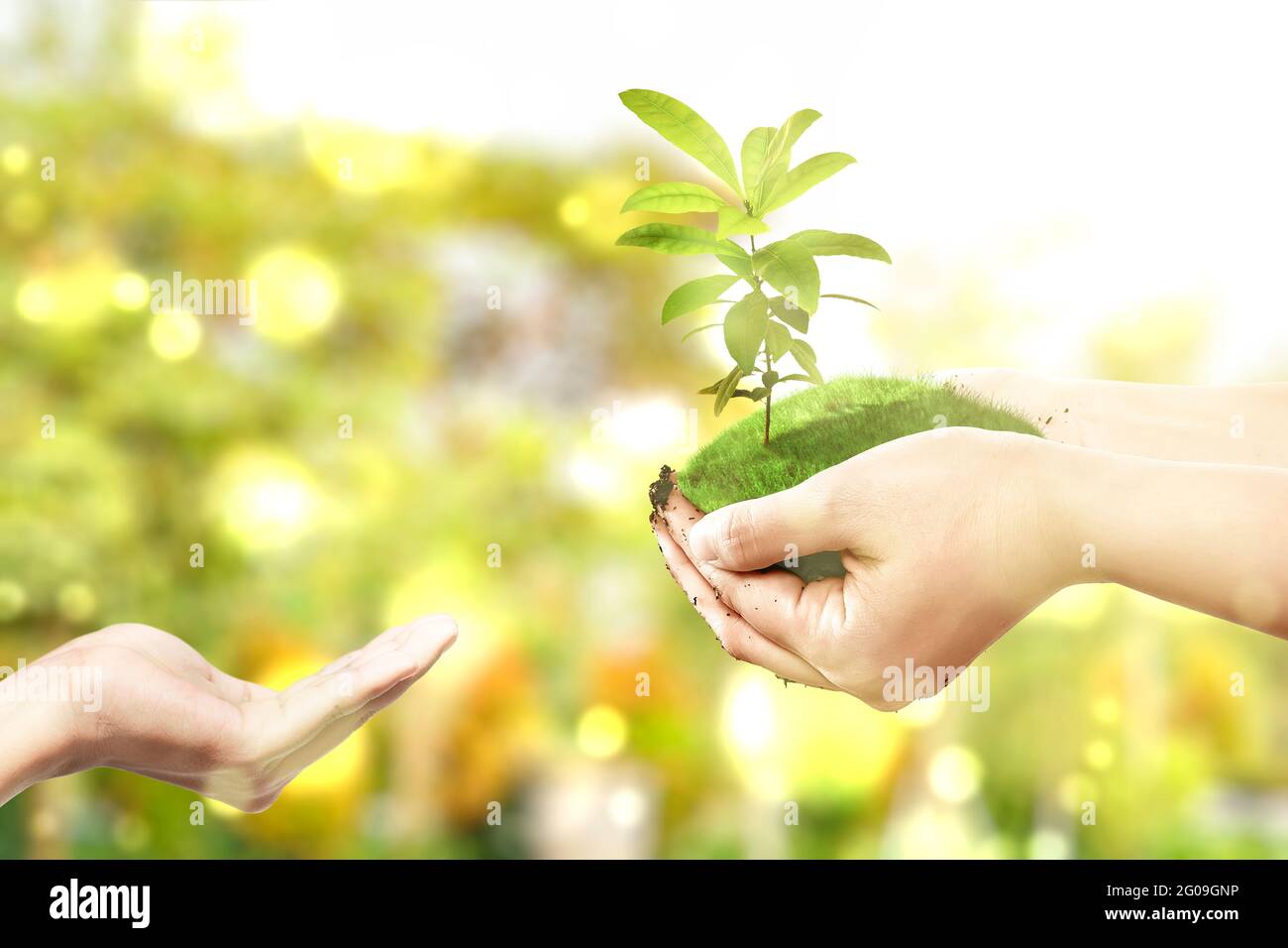 Human hands giving soil with growing plants above it. World environment ...