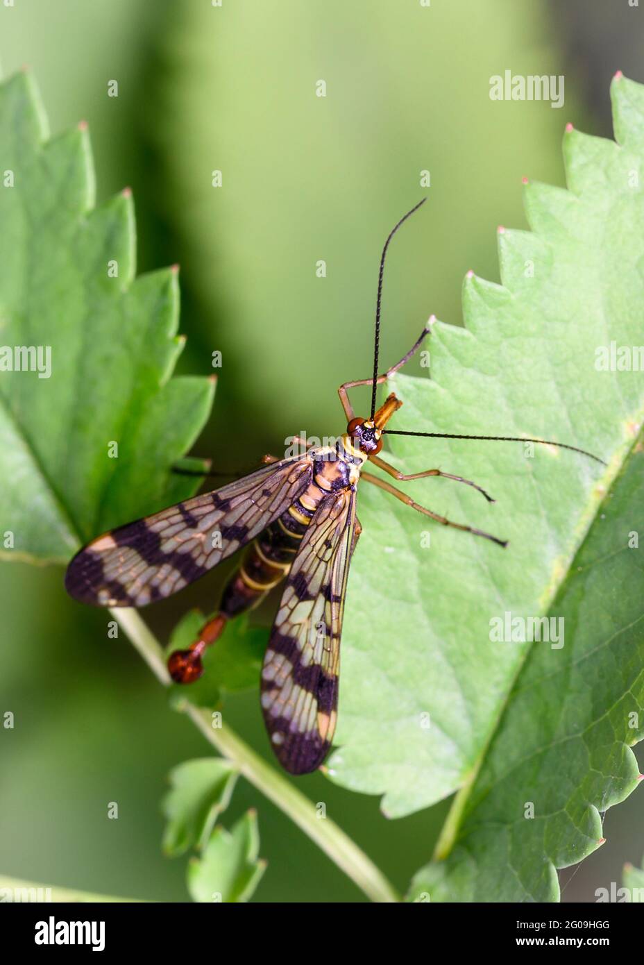 A butterfly wakes up on a tree leaf at dawn Stock Photo - Alamy