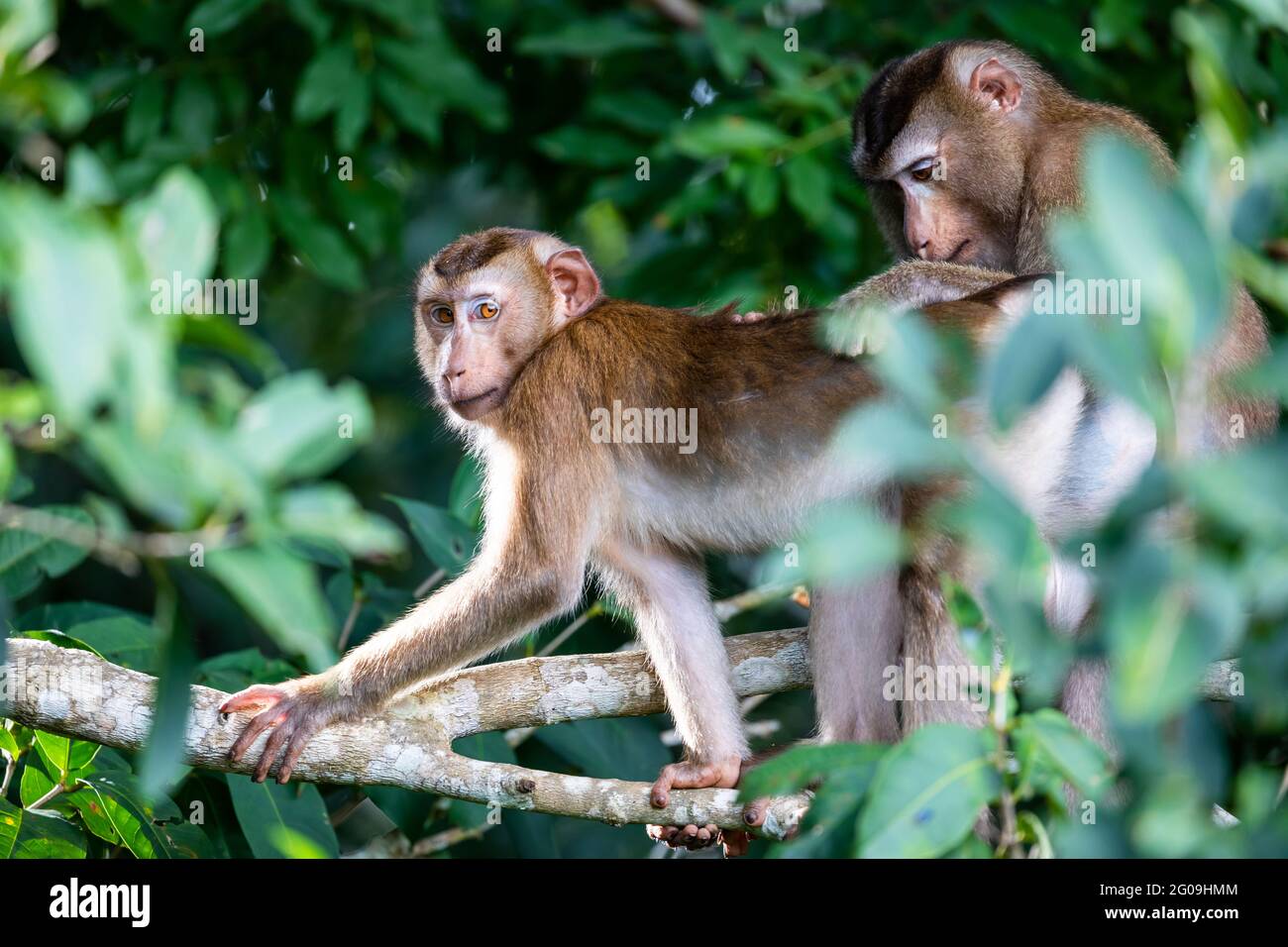 Two monkeys on branch of green tree inside tropical rainforest with ...