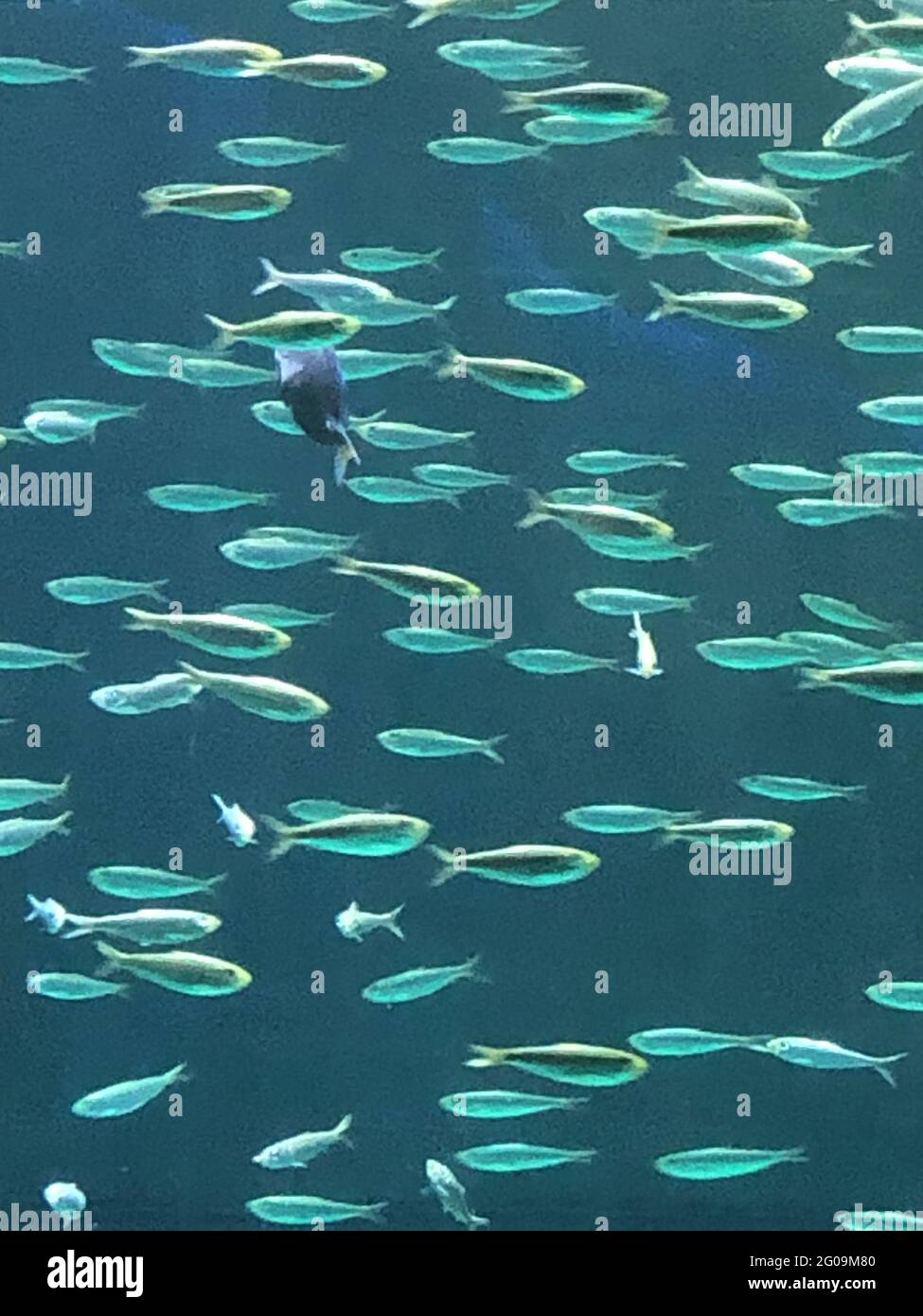 Many small circles hi-res stock photography and images - Alamy