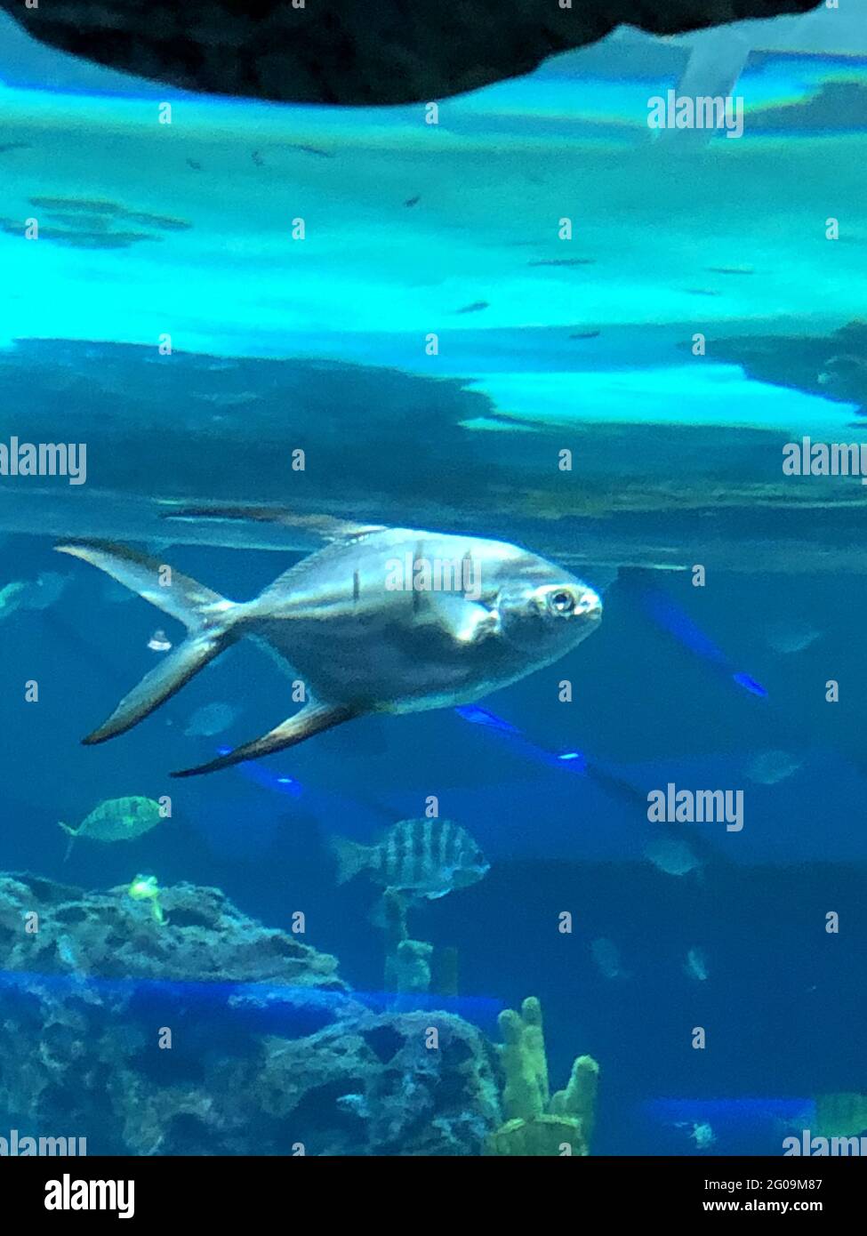 Fish swimming in large tan Stock Photo - Alamy