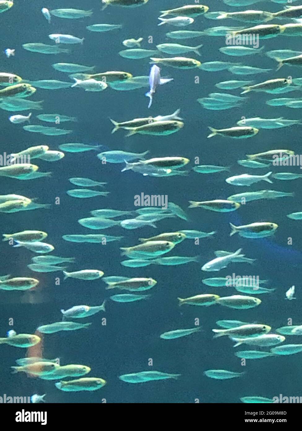 Many small circles hi-res stock photography and images - Alamy