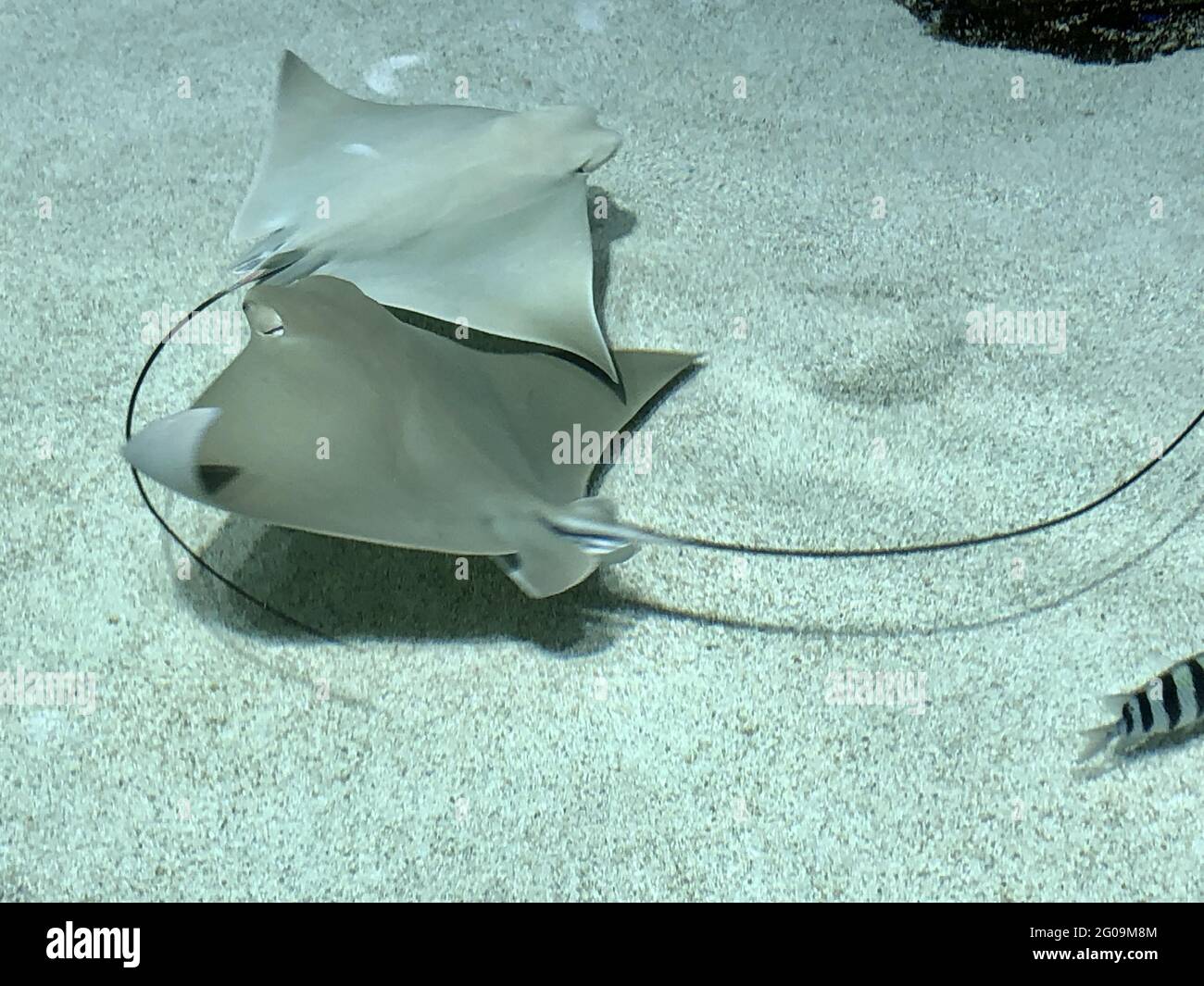 Manta ray with long tail swims in aquarium Stock Photo - Alamy