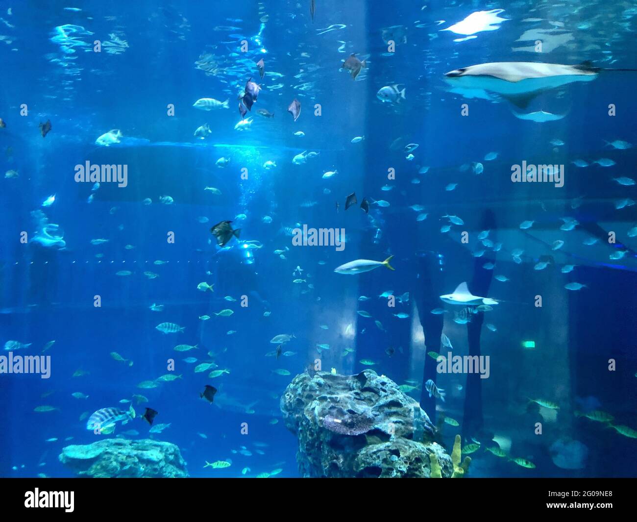 Side view of large indoor fish tank Stock Photo - Alamy
