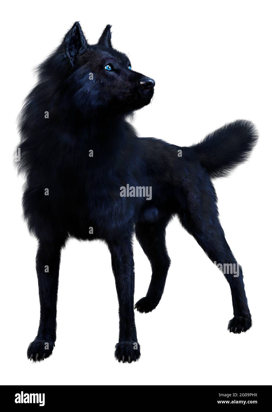 3D rendering of a black wolf isolated on white background Stock Photo ...