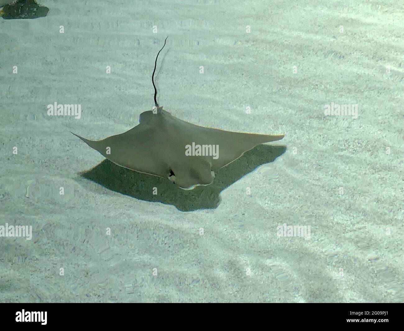Front view of manta ray swimming Stock Photo - Alamy