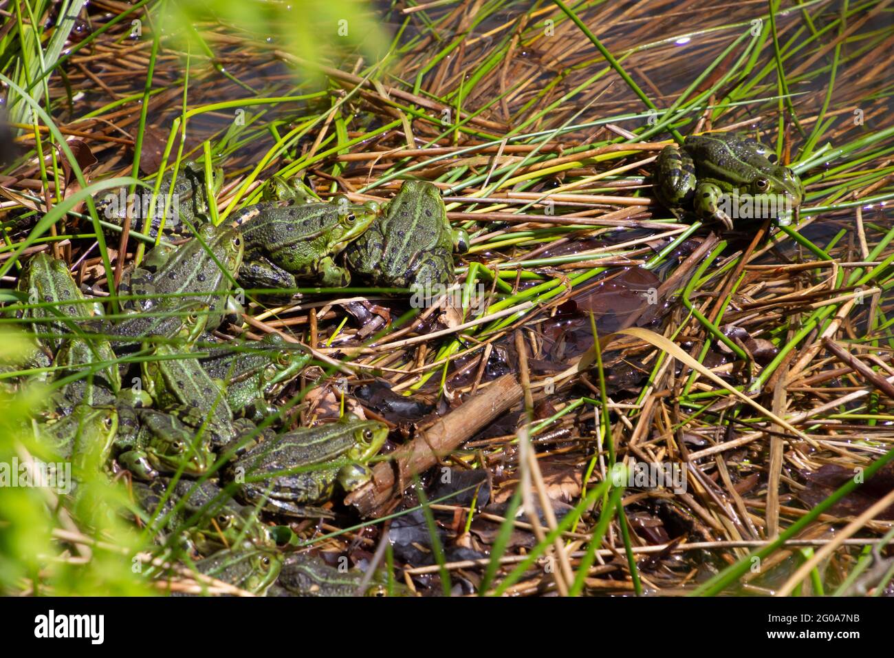 Bunch of frogs sitting in the grass by a pond, also called Pelophylax ...