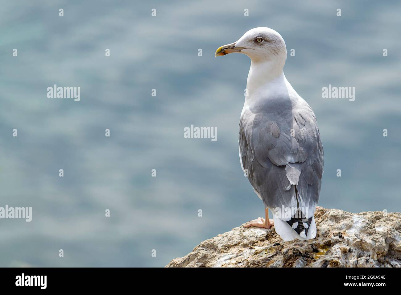 Seagull on rock hi-res stock photography and images - Alamy