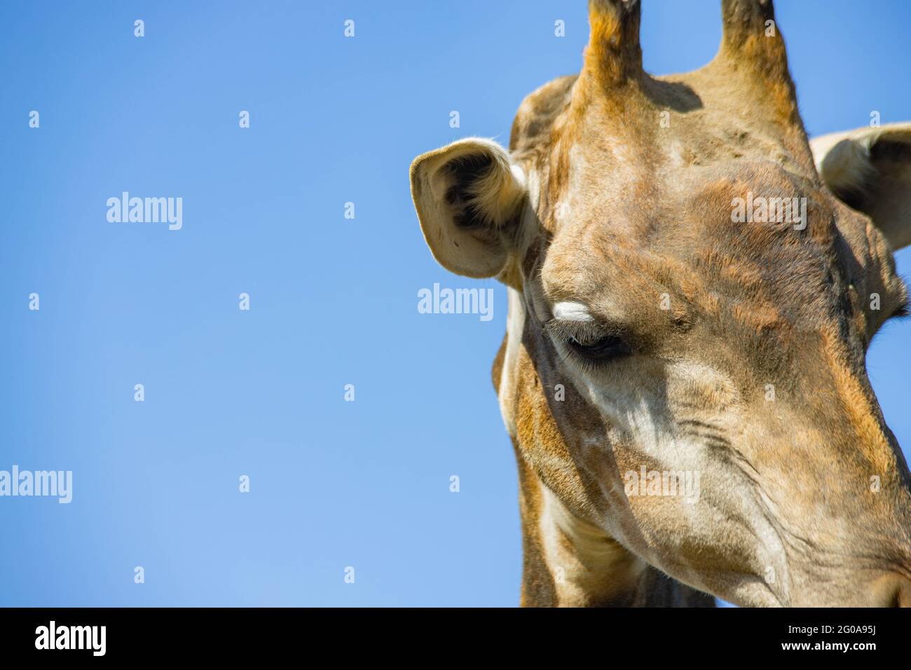 Cute giraffe face hi-res stock photography and images - Alamy