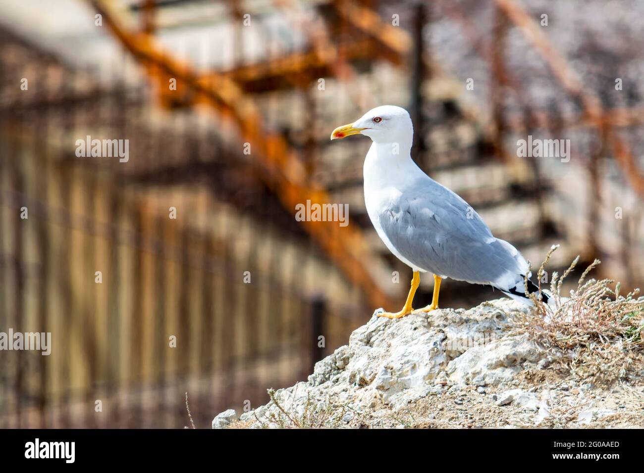 Seagull on rock hi-res stock photography and images - Alamy