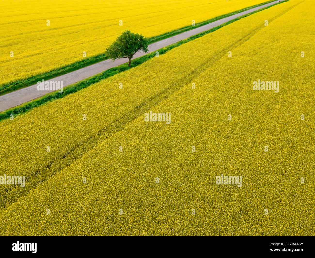 Vibrant aerial photo of rapeseed field with lonely olive tree Stock ...