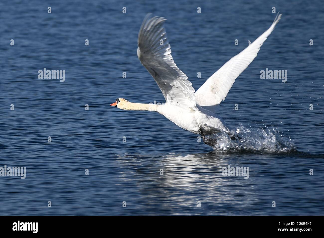 Unteruhldingen Am Bodensee, Germany. 02nd June, 2021. A swan takes off ...