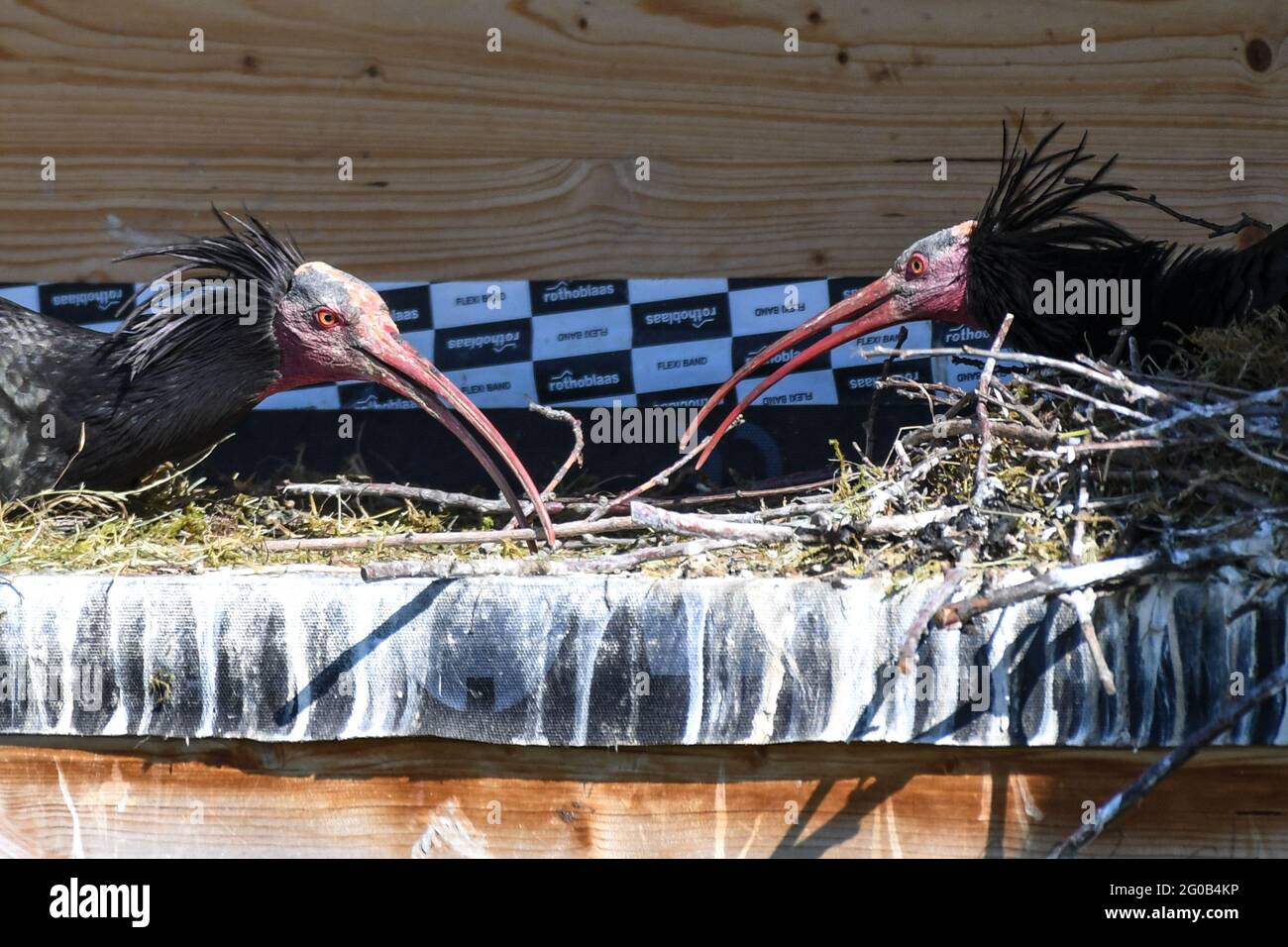 02 June 2021, Baden-Wuerttemberg, Überlingen: A female Waldrapp (r ...