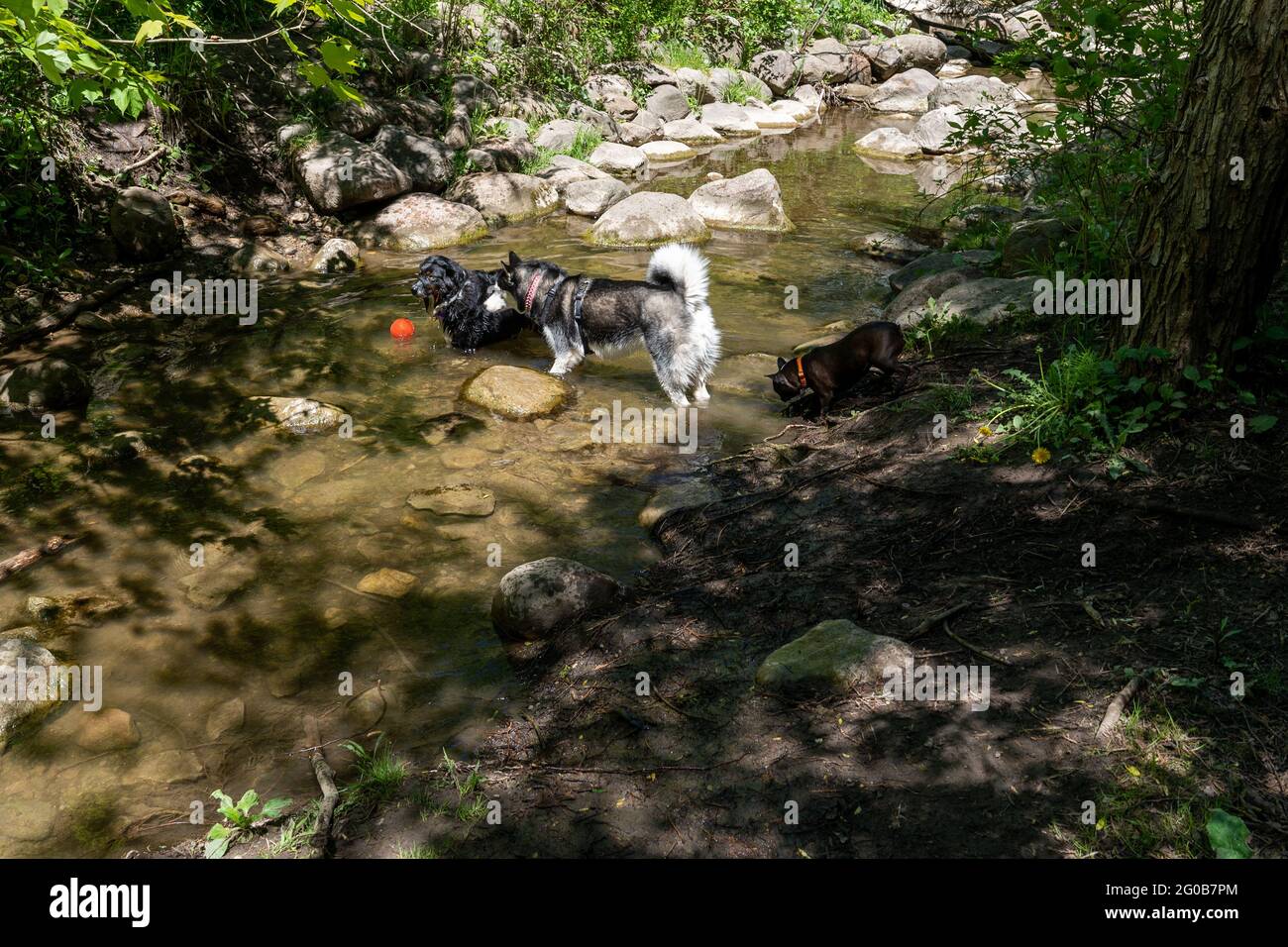Two dogs are playing by the river Stock Photo - Alamy