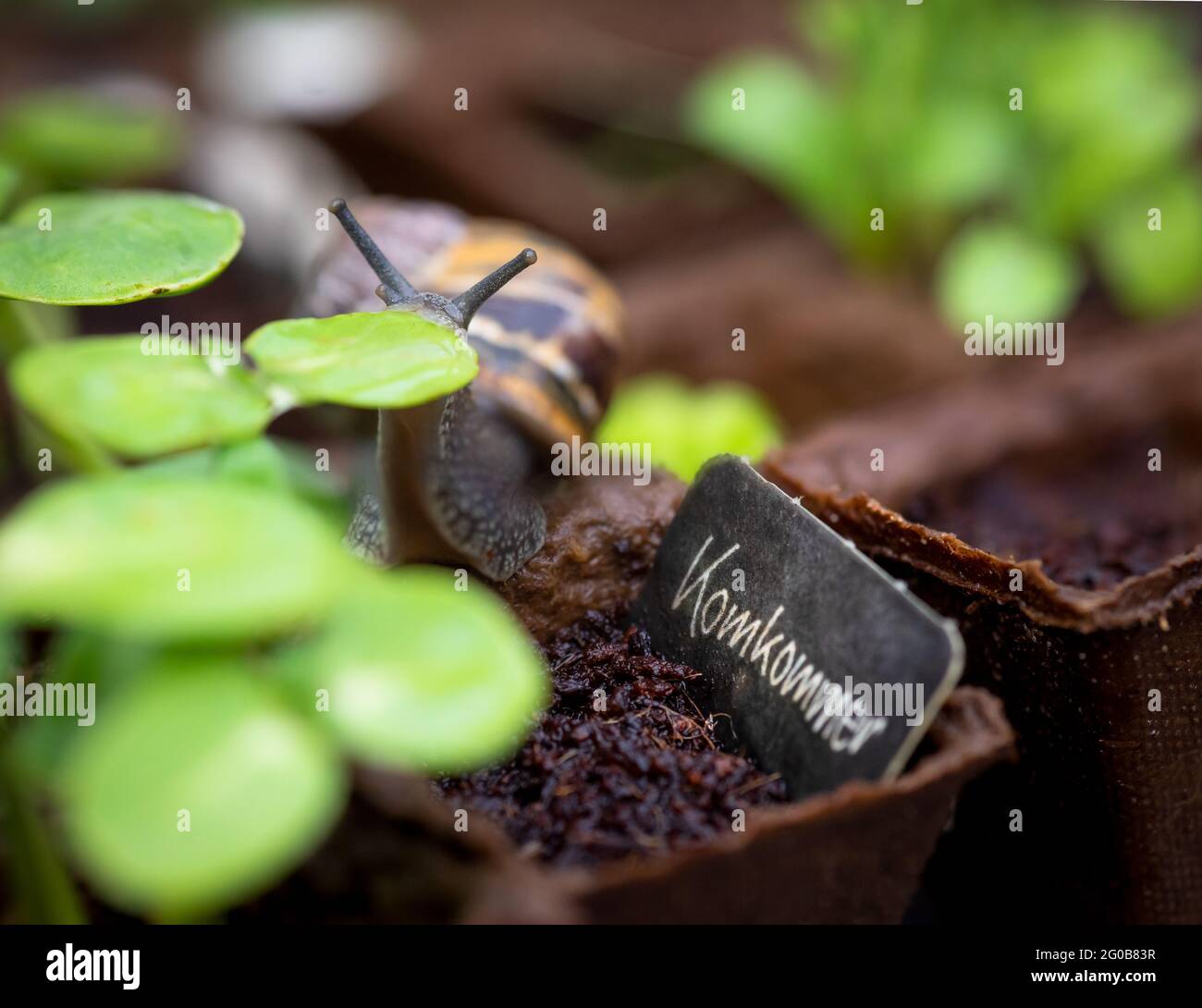 Selective focus shot of cucumber plants in the flowerpots with a snail ...