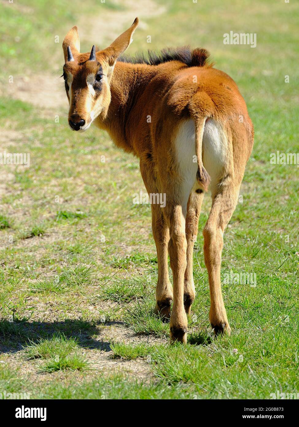 Antelope baby looking back Stock Photo - Alamy