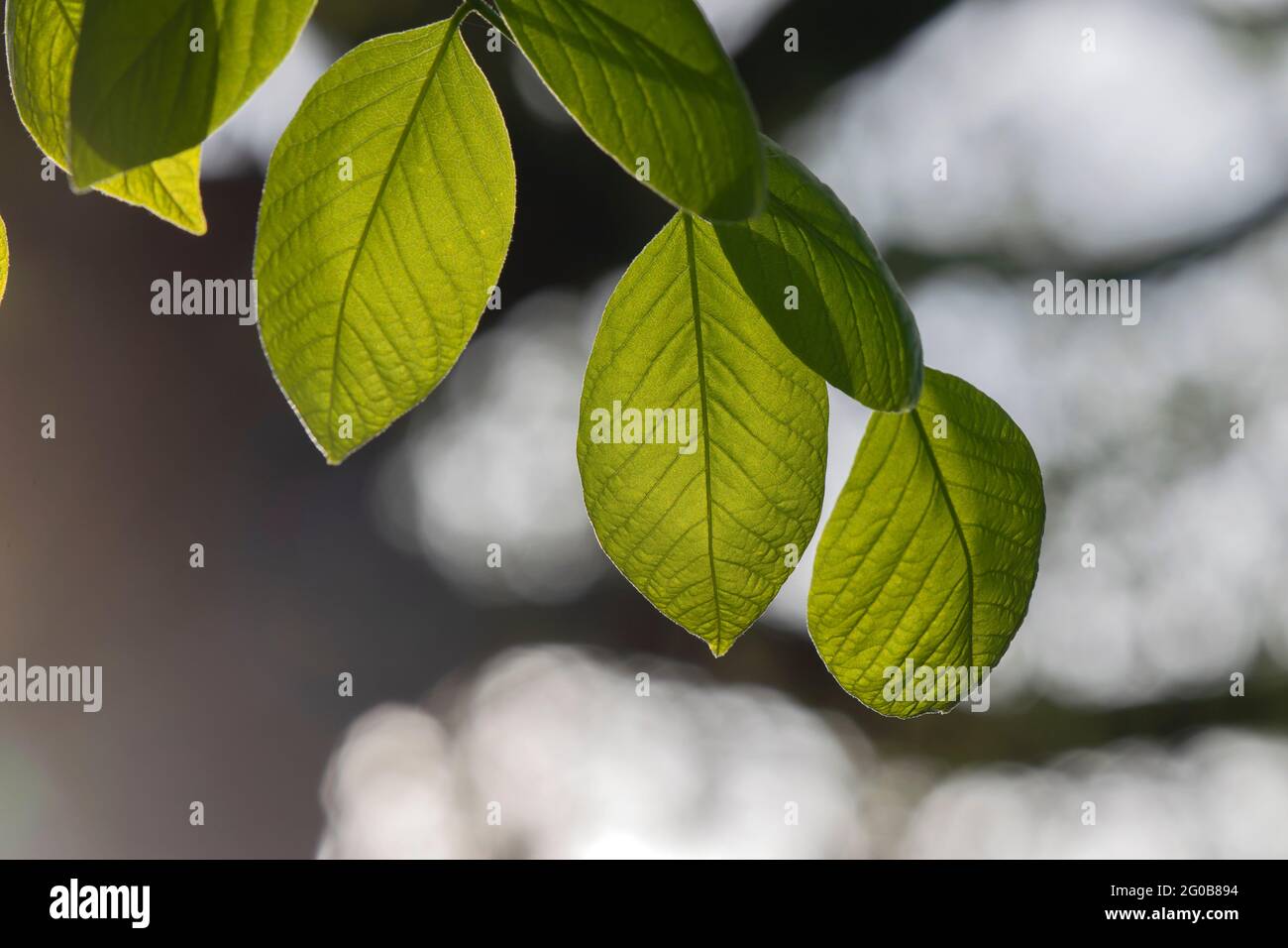 Close Up Podocarpus Latifolius Tree Leaves At Amsterdam The Netherlands ...