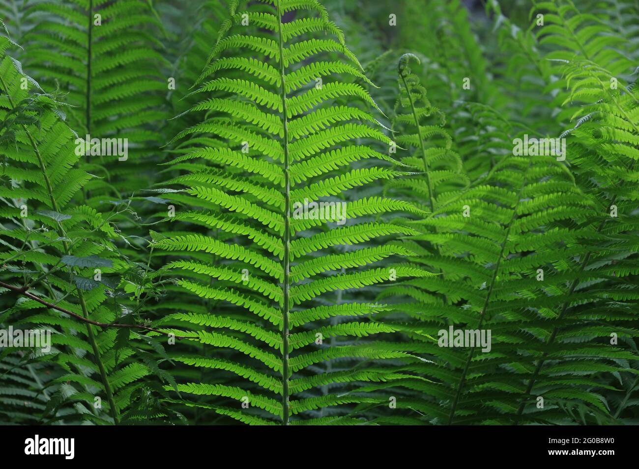 Fern leaves back lit hi-res stock photography and images - Alamy
