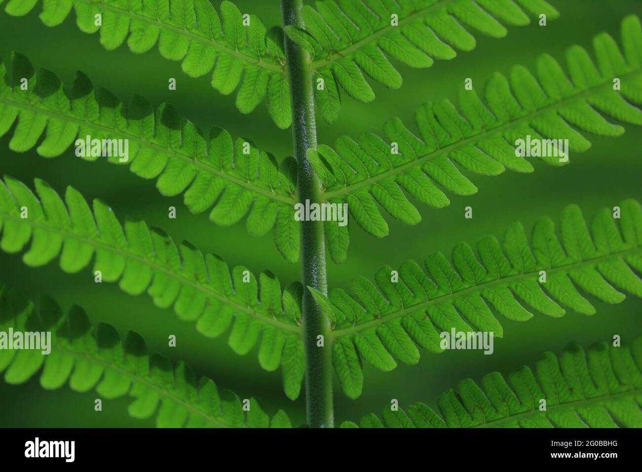 Matteuccia struthiopteris, Fiddle Fern, ostrich fern, shuttlecock fern ...