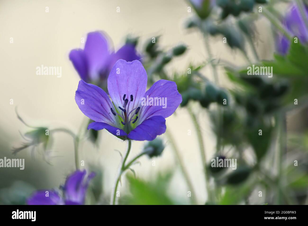 Geranium sylvaticum, wood crane's-bill. Blue purple transparent flowers ...