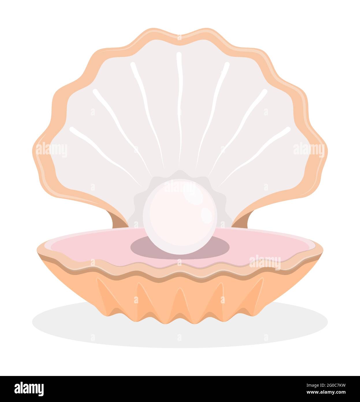 Sea Shell Open Vector