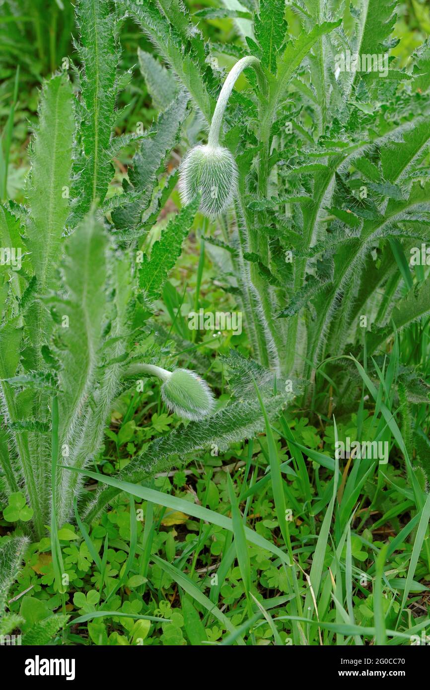 Ornamental poppy hi-res stock photography and images - Alamy