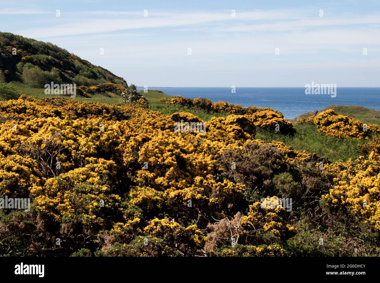 Gorse shrubbery hi-res stock photography and images - Alamy
