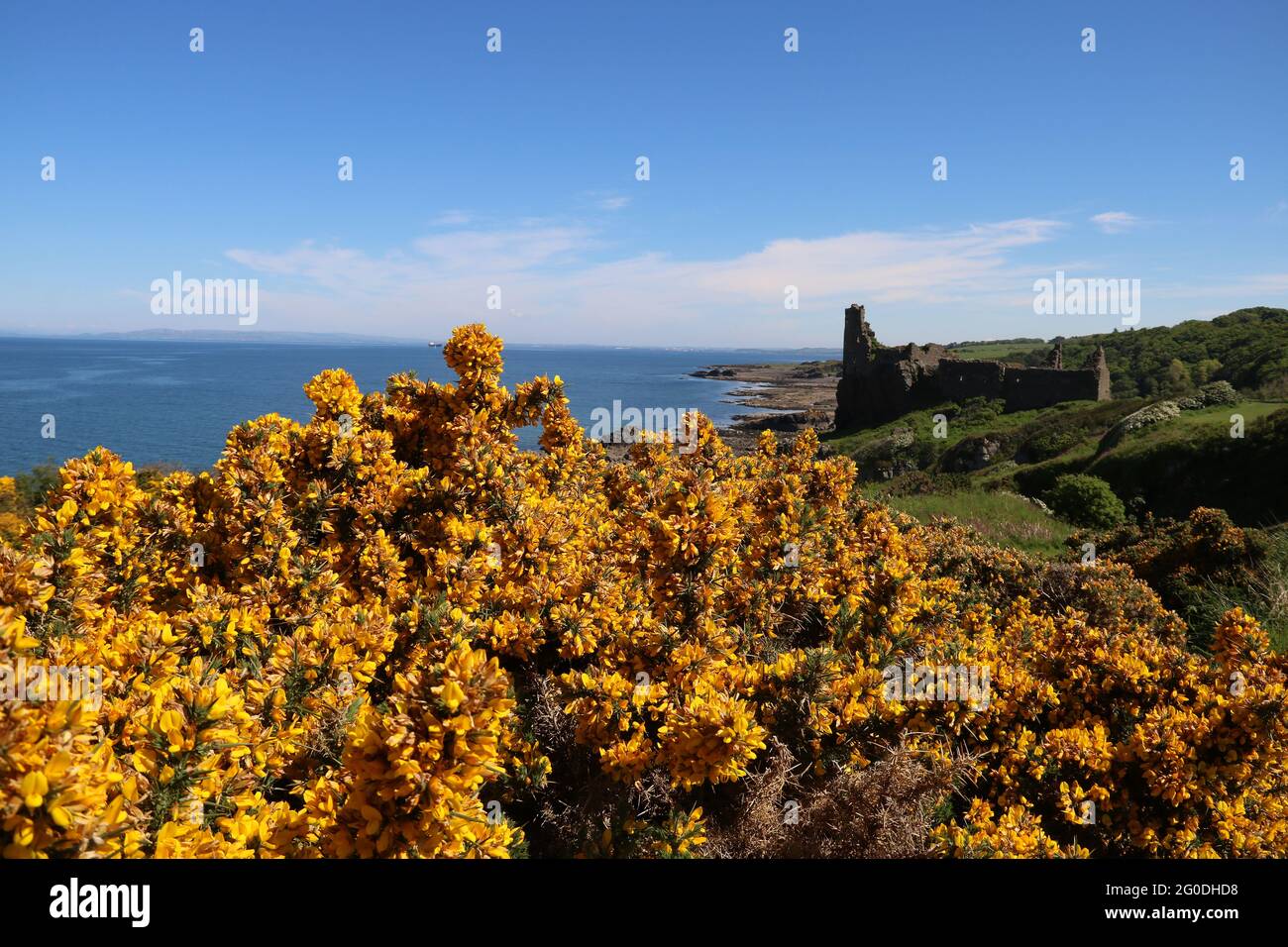Flowering gorse bush with distant ruins of Dunure Castle in Scotland ...