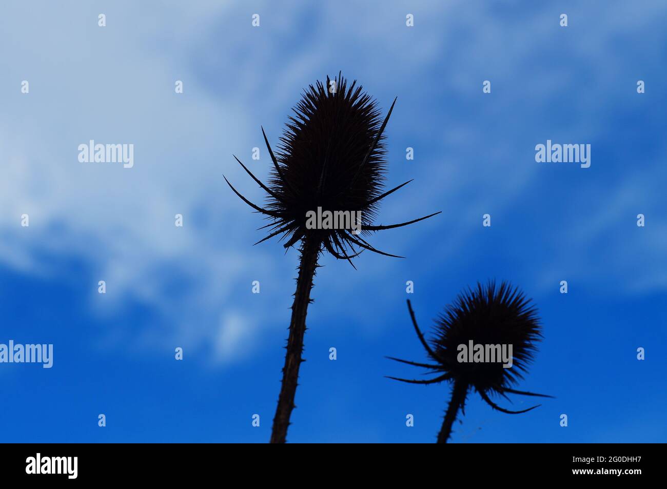 silhouettes of fruit heads of the wild teasel Stock Photo - Alamy