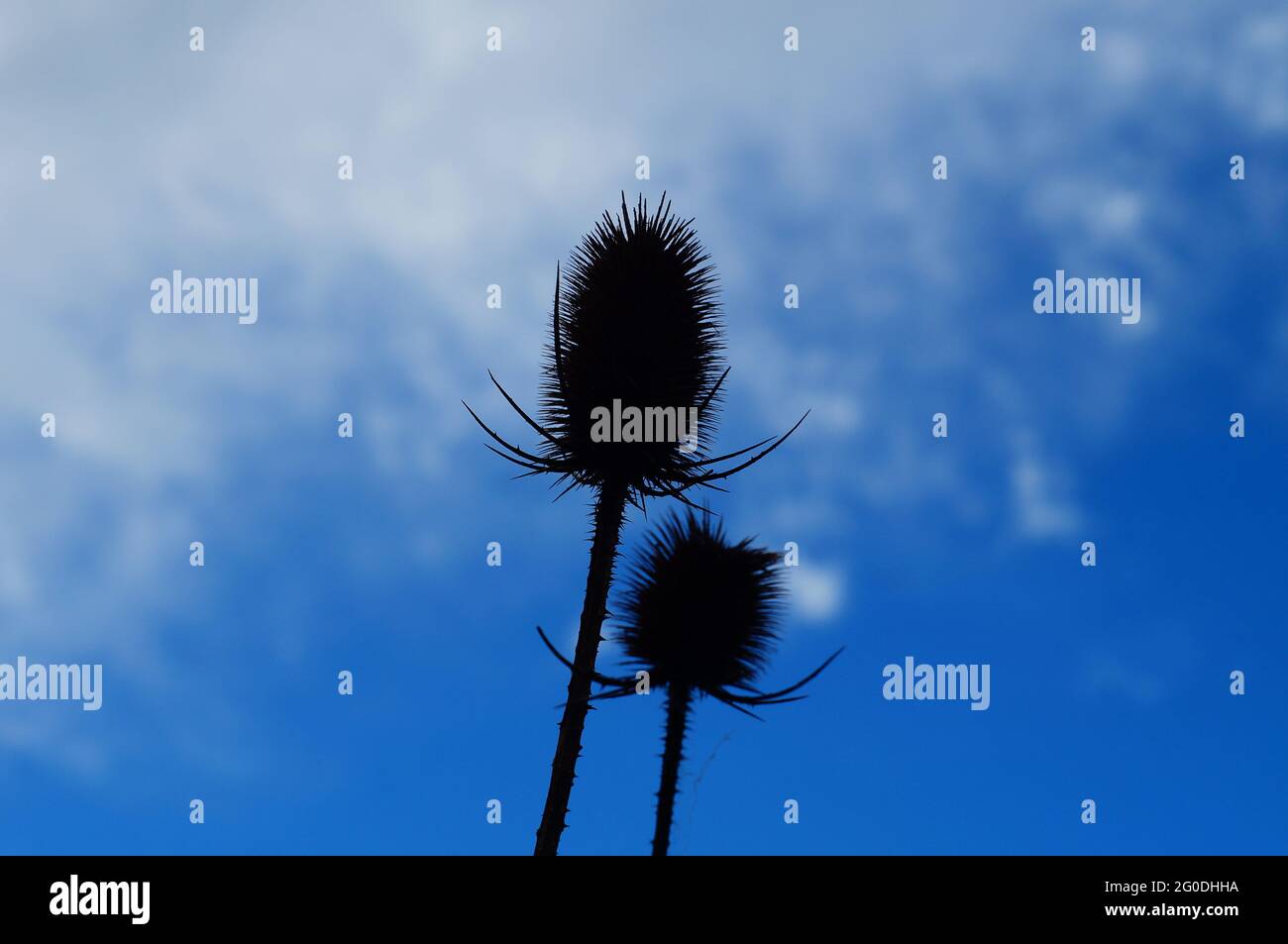 silhouettes of fruit heads of the wild teasel Stock Photo - Alamy