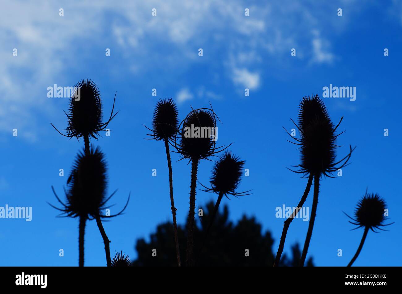 silhouettes of fruit heads of the wild teasel Stock Photo - Alamy