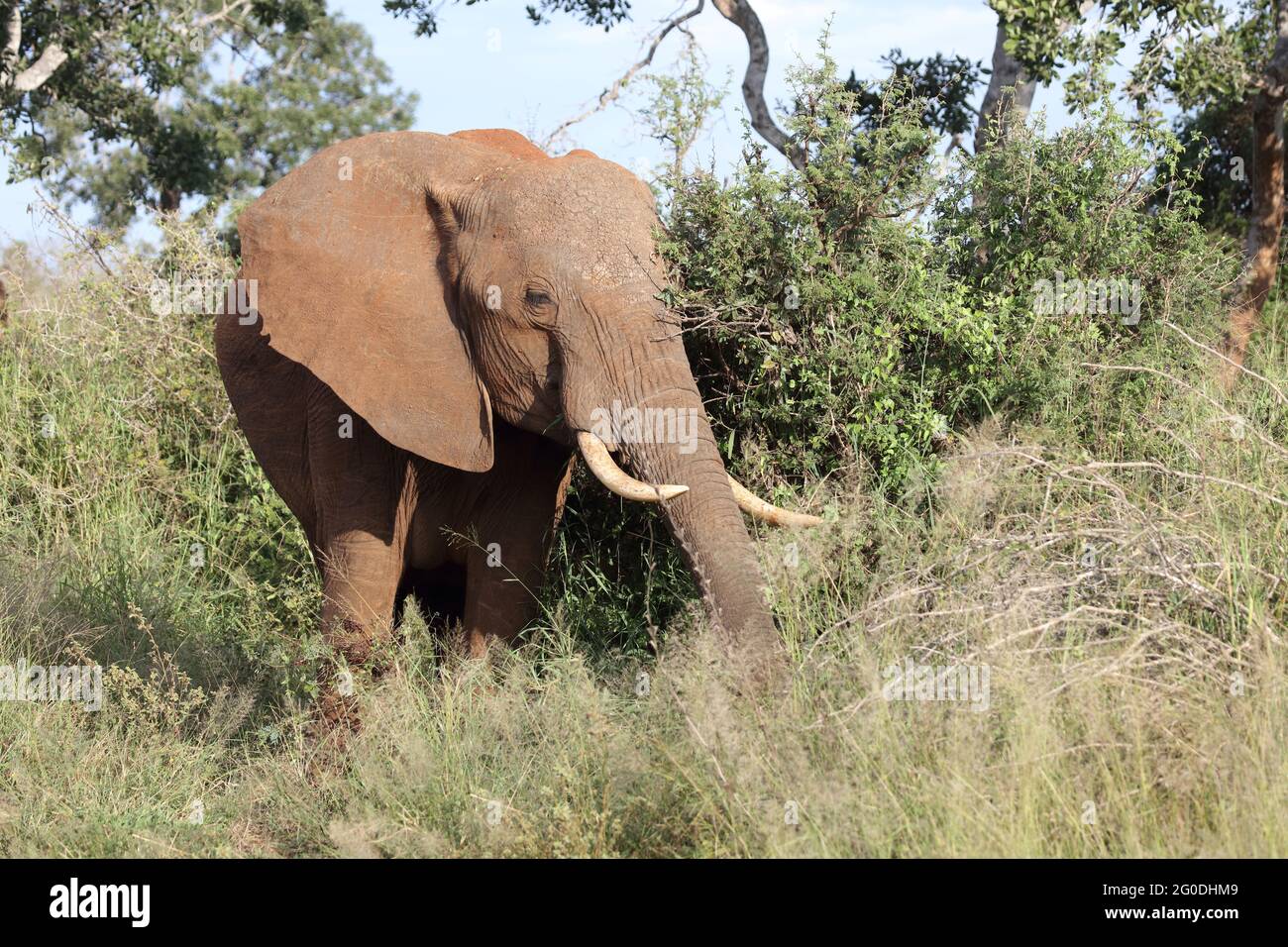 Afrikanischer Elefant / African elephant / Loxodonta africana Stock ...