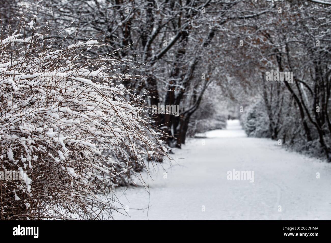 Budapest, Hungary - Beautiful snowy bush in the winter forest near ...
