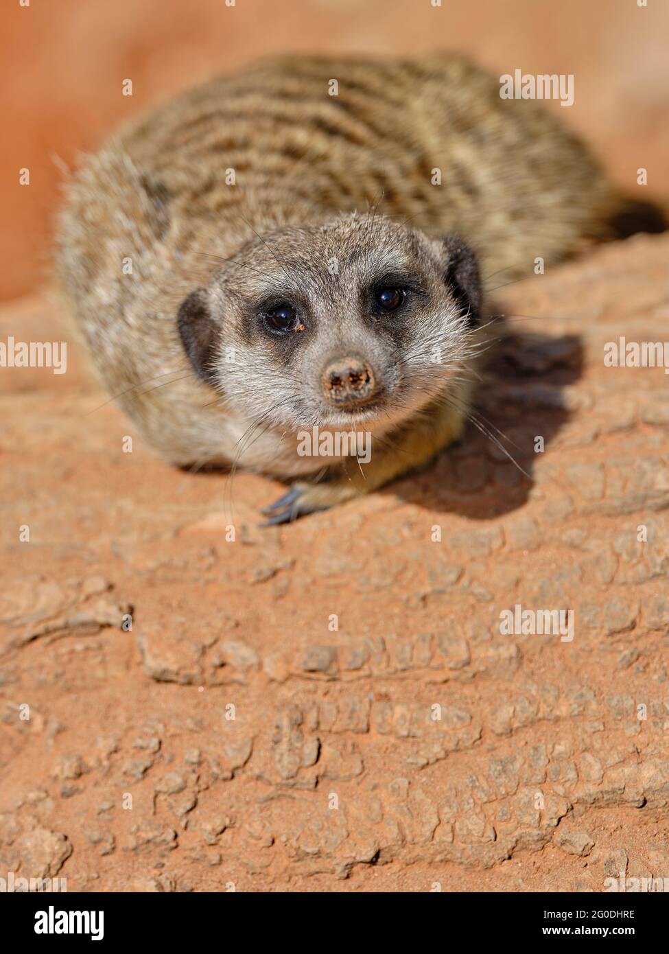 Little cute suricate meerkat portrait Stock Photo - Alamy