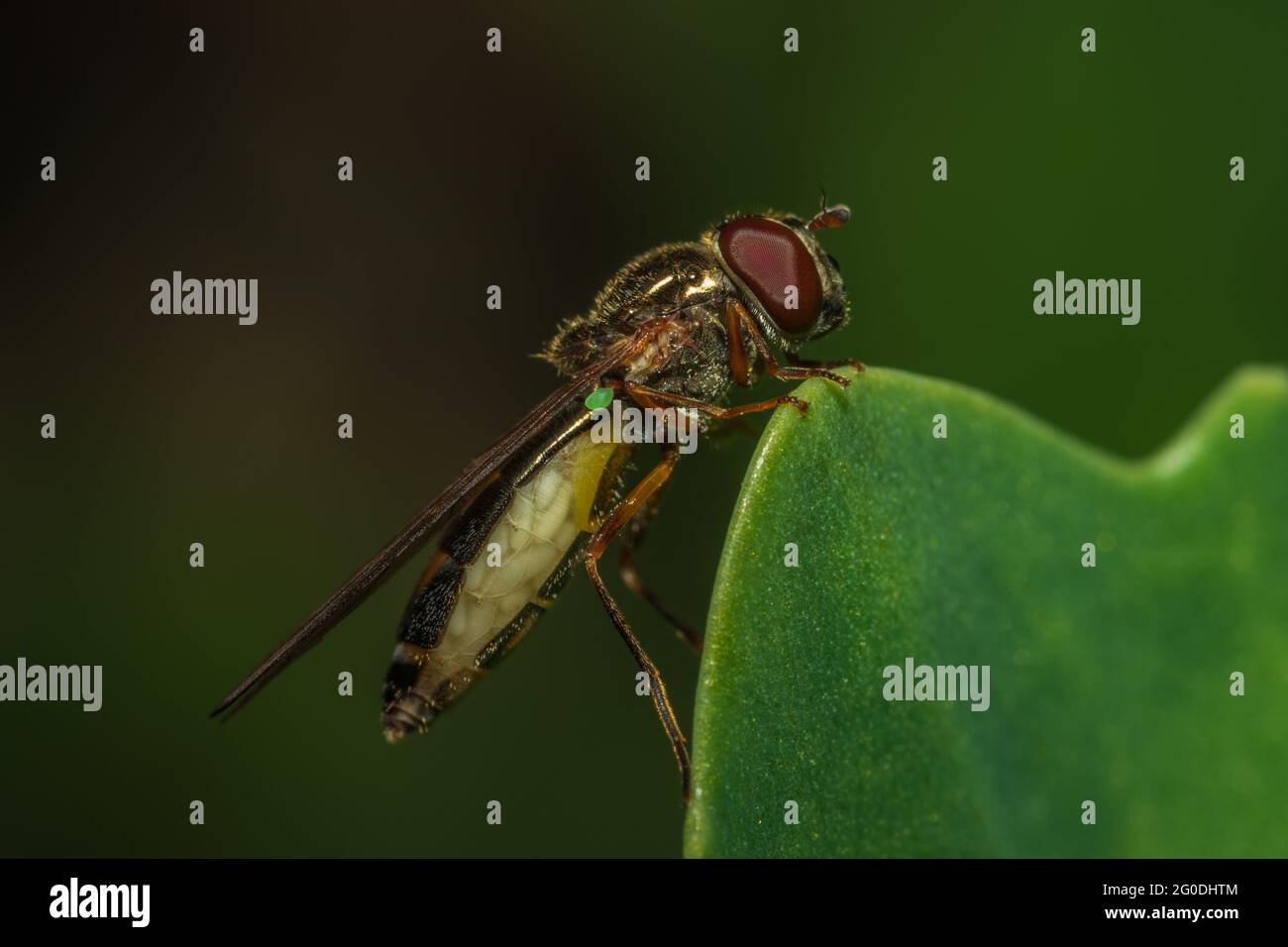 Hoverfly eggs hi-res stock photography and images - Alamy