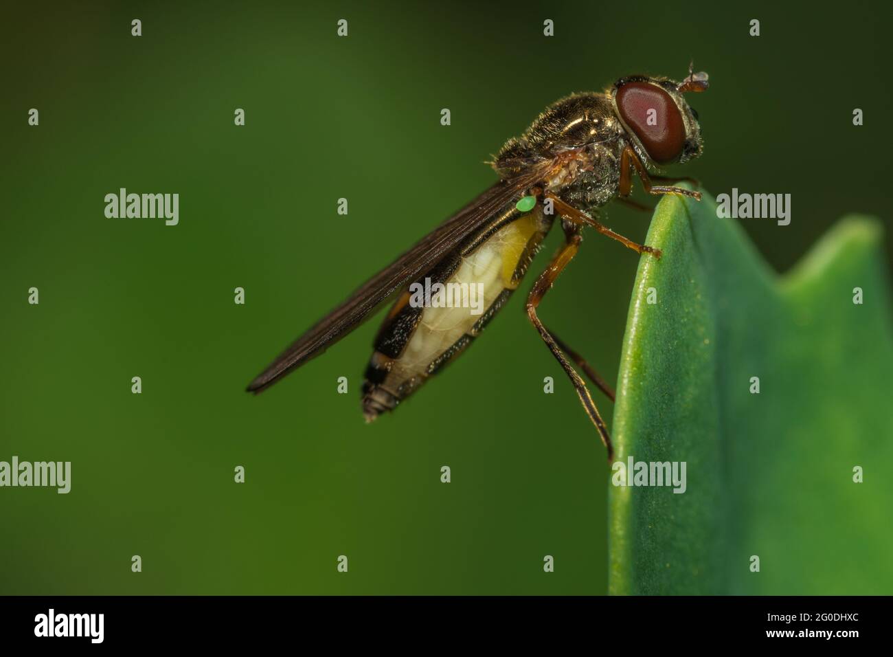 Fly eggs hi-res stock photography and images - Alamy
