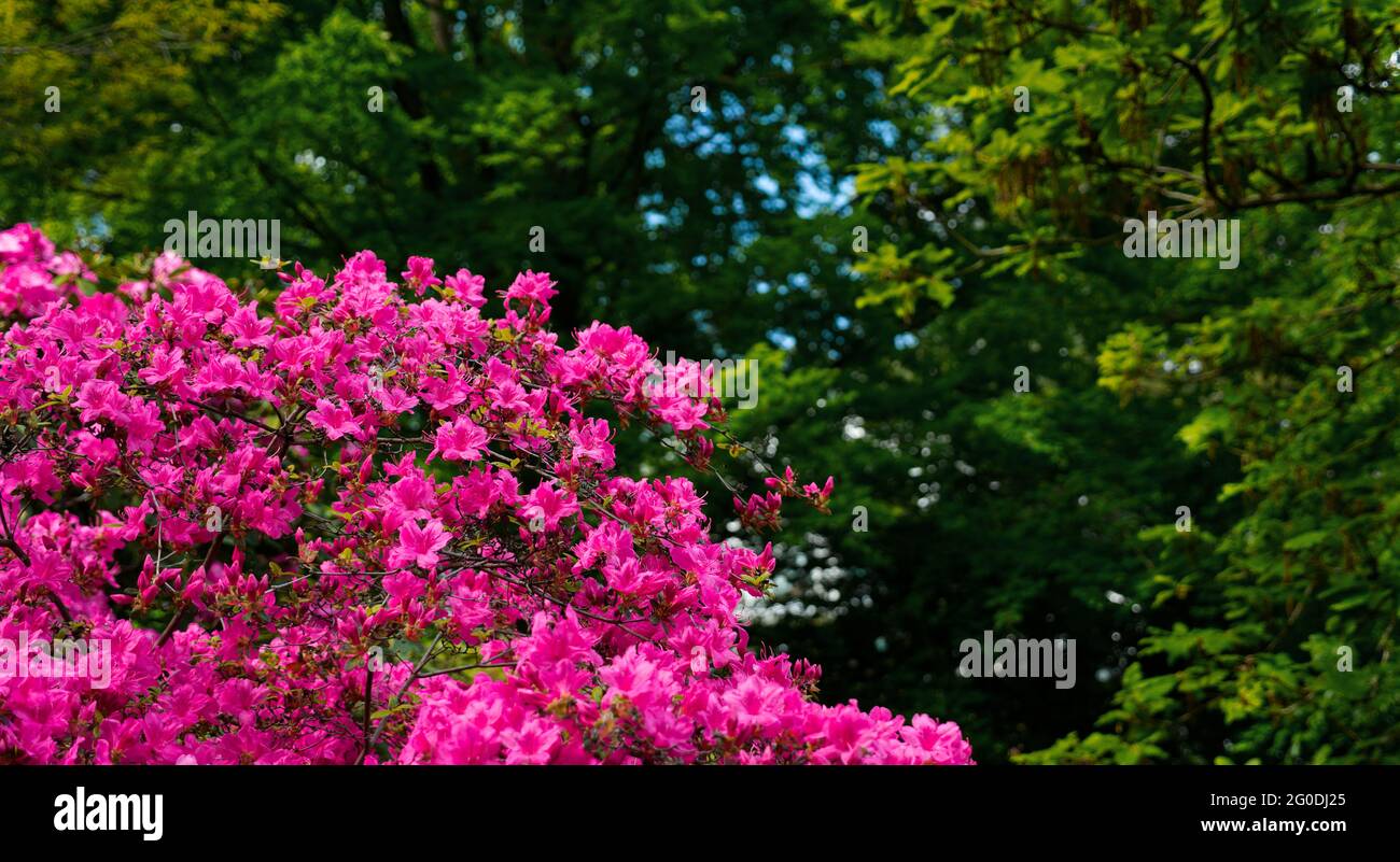 A Flowers bush with a forest background Stock Photo - Alamy