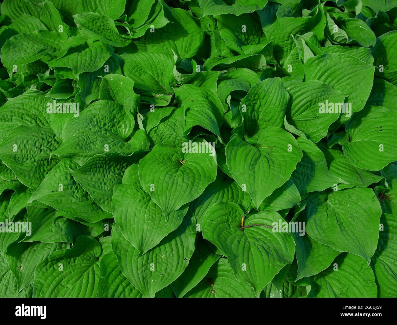 A Background with green large leaves Stock Photo - Alamy