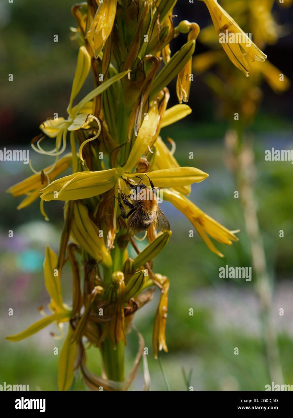 Stem and flower texture hi-res stock photography and images - Alamy