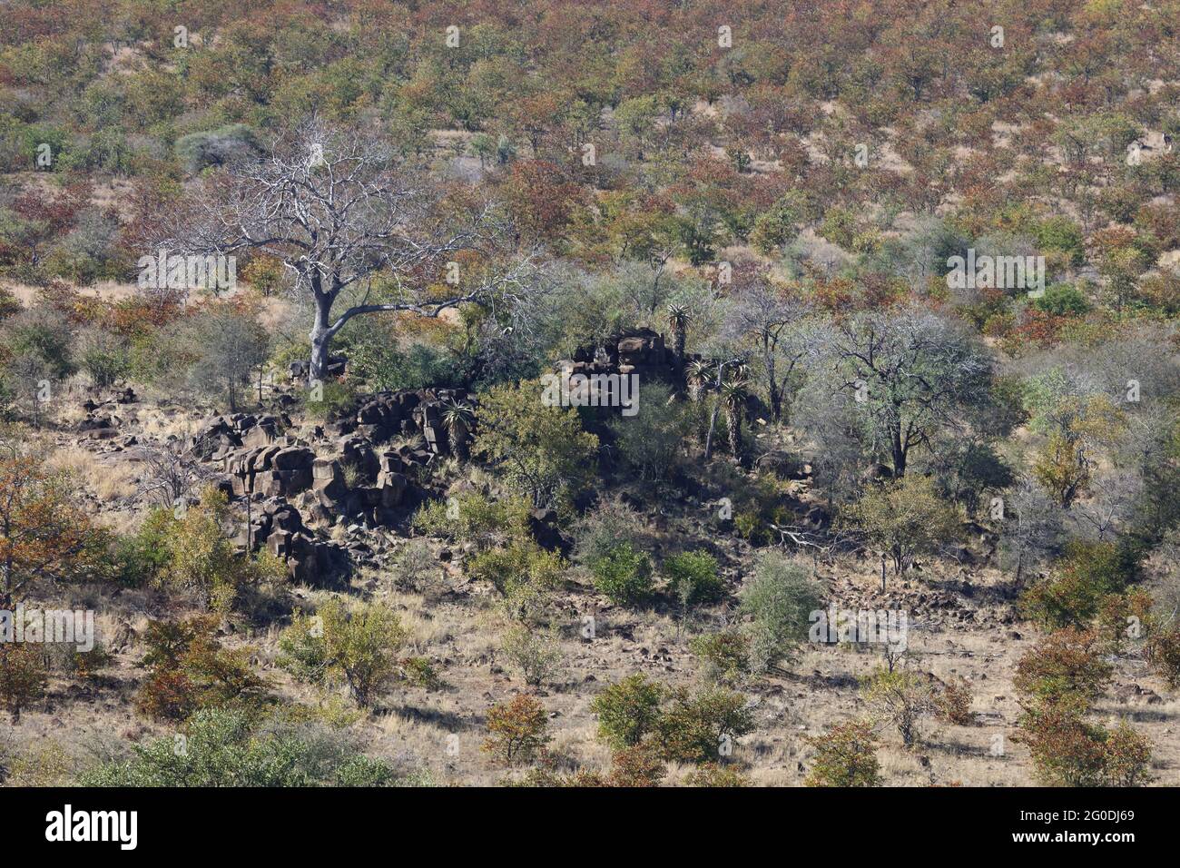 Afrikanischer Busch / African Bush Stock Photo - Alamy