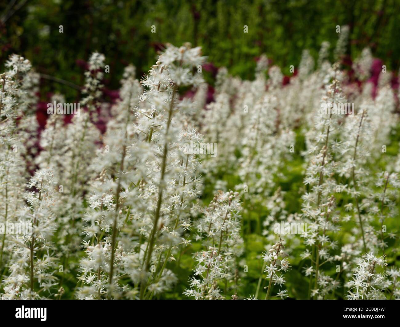 A White stem flowers that are selectively sharp Stock Photo - Alamy