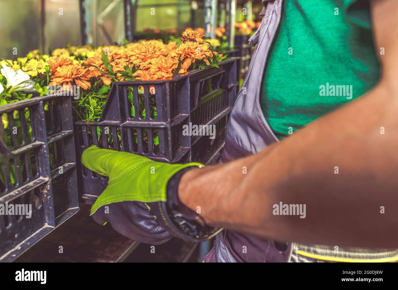 Garden Store Job. Caucasian Worker Moving Plastic Crates with Flowers ...