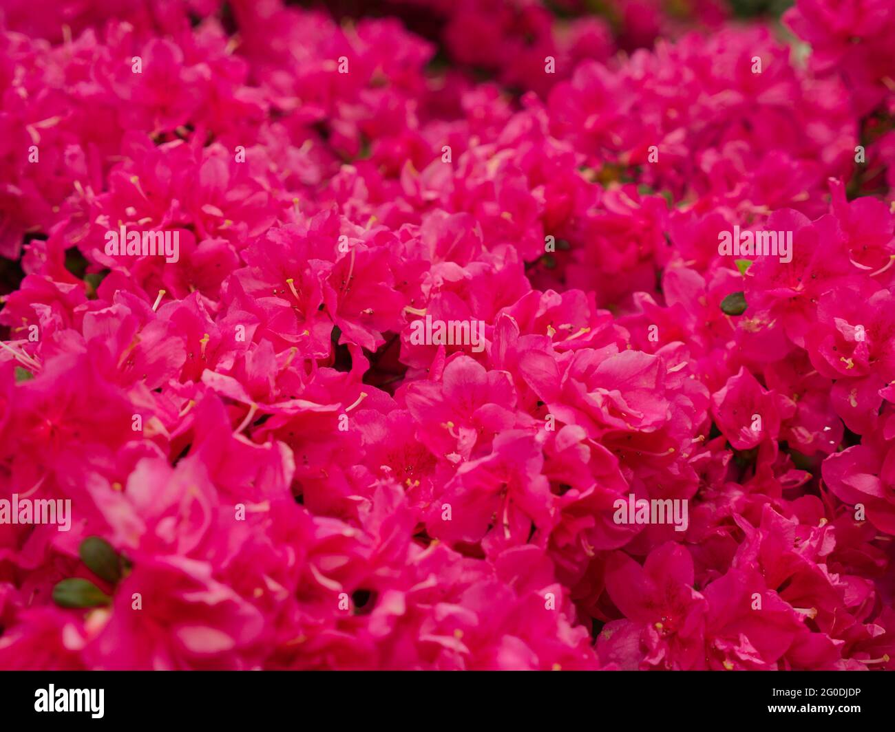 Pink colours hi-res stock photography and images - Alamy